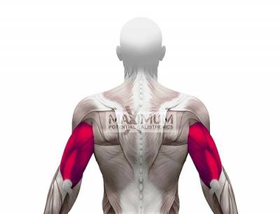 Pike Push-ups | Maximum Potential Calisthenics